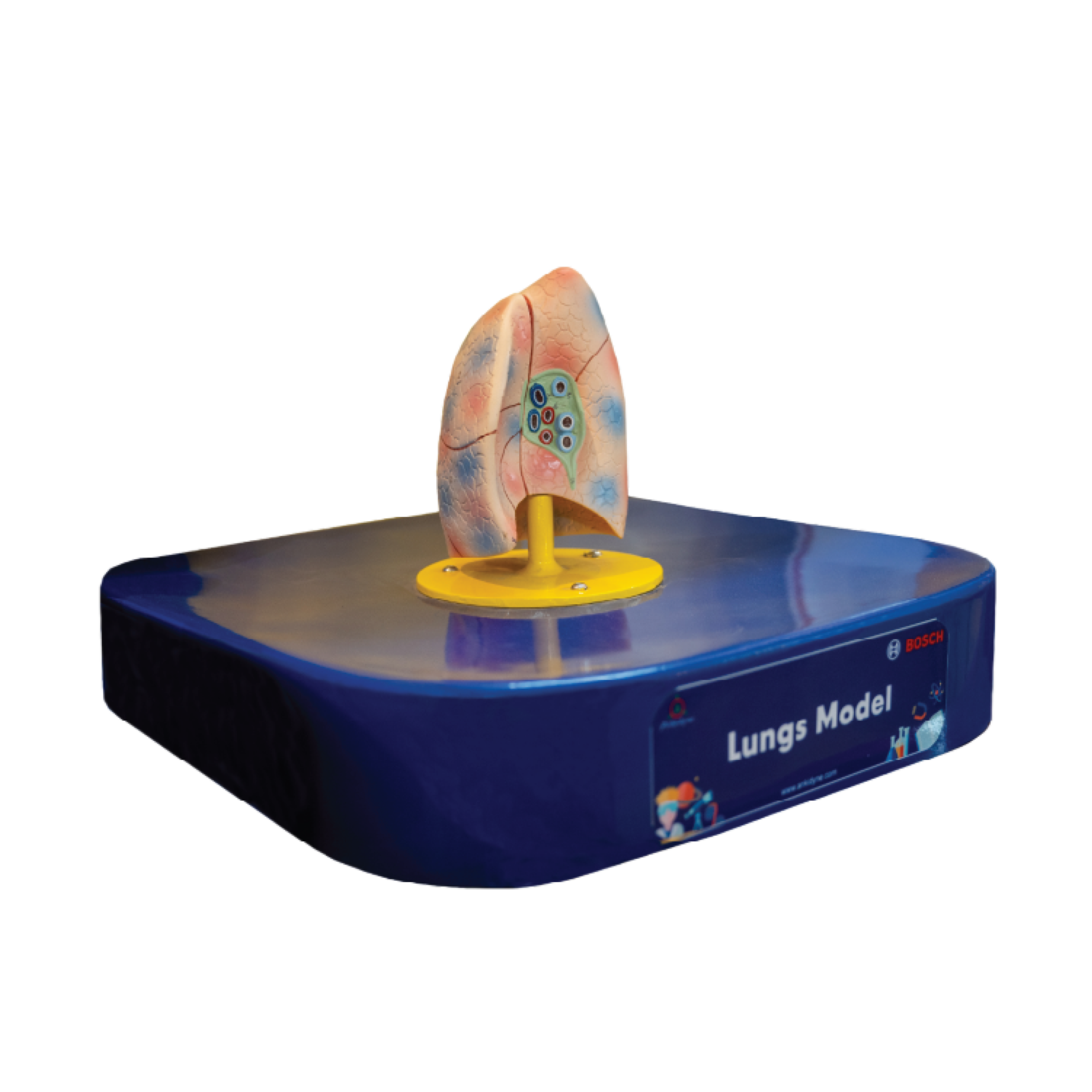 Lungs model | Stem Kit