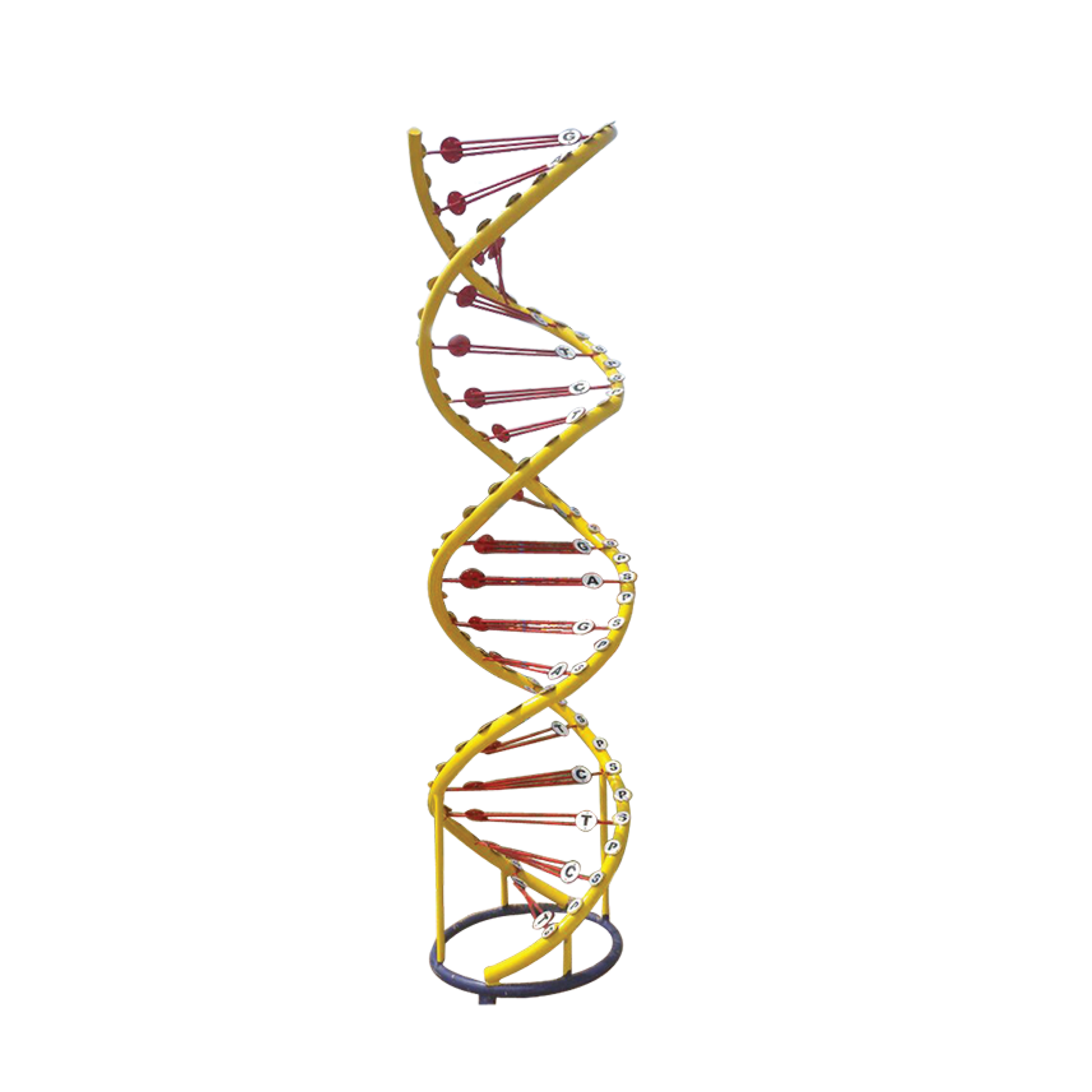 Science Park DNA Model | India | Ankidyne