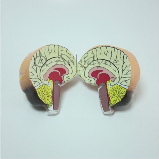 Human Brain Teaching Aids | Ankidyne