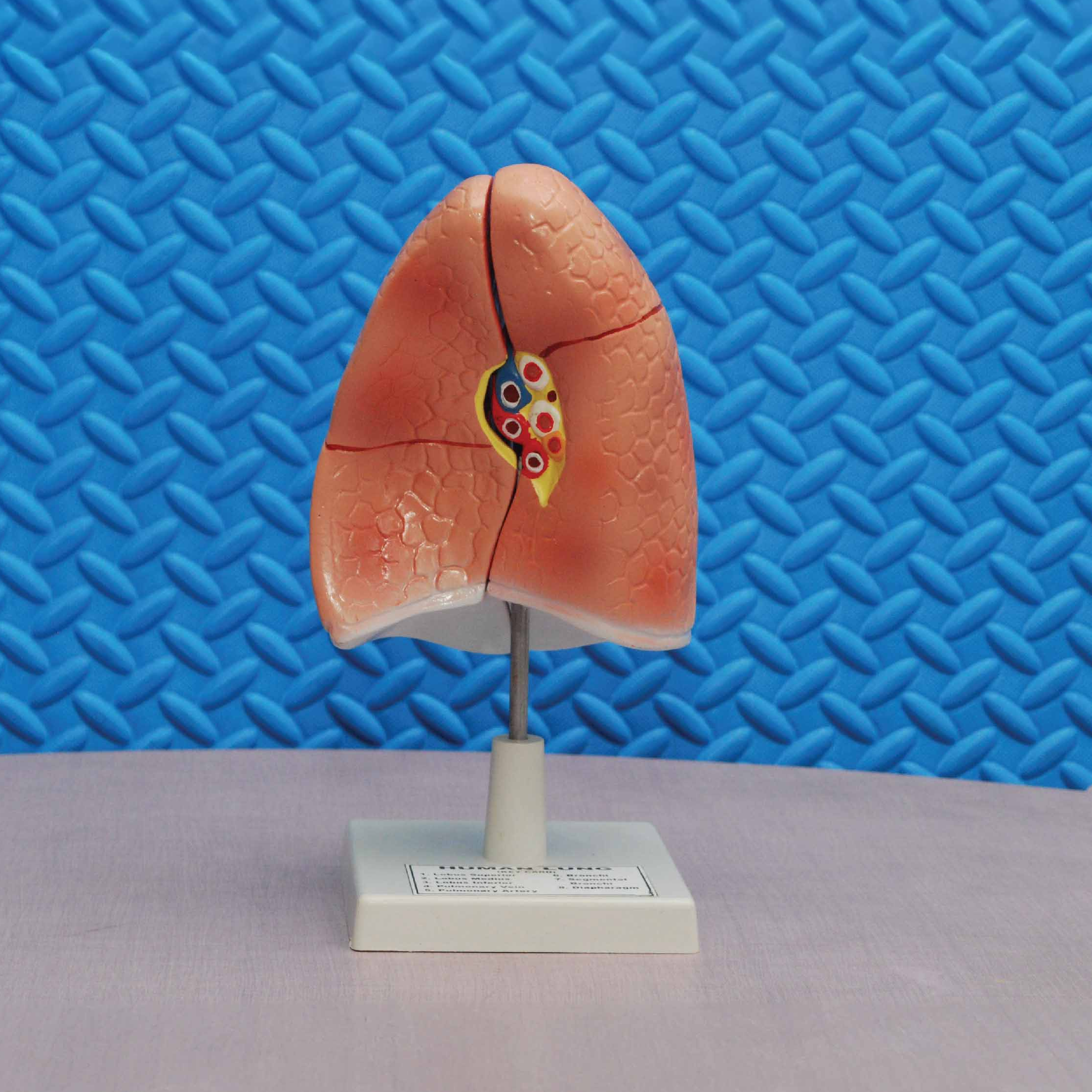 Human Lung | Creative Teaching | Ankidyne